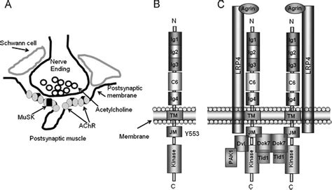 Muscle Specific Kinase Musk Autoantibodies Medpage