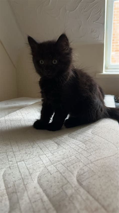 Crossed Norwegian Forest Kittens In Attleborough Norfolk Gumtree