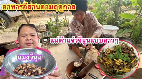 แม่พาตำแจ่วจีนูนใส่บักม่วงส้ม อาหารอีสานบ้านเฮาตามฤดูกาลพี่น้อง แมงจีนูน อาหารอีสาน Youtube