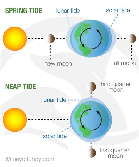 Difference Between Waves And Tides In Points At Lester Tompkins Blog
