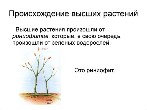 Споровые растения презентация онлайн