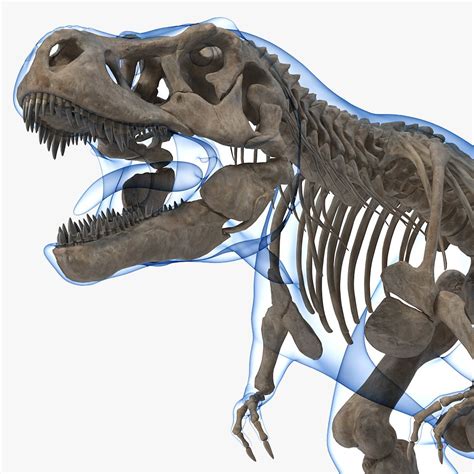 Tyrannosaurus Rex Skeleton Fossil With Skin Rigged 3d Model 189 Max