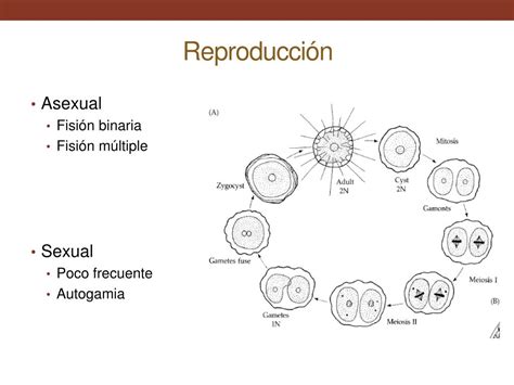 Ppt Phylum Actinopoda Powerpoint Presentation Free Download Id2961797