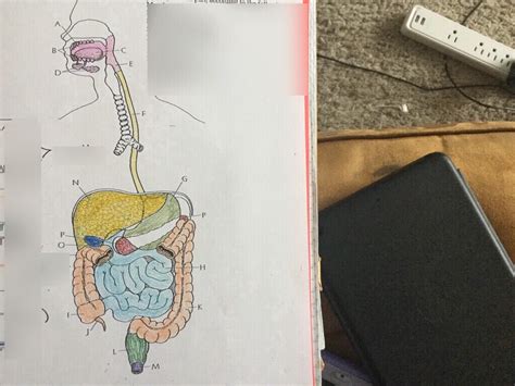 Diagram Digestive System Diagram Quizlet
