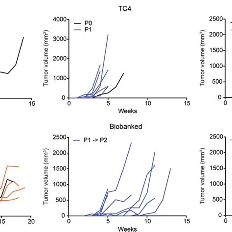 Growth Curves Of Three TC PDX Models And Biobanking Possibilities A