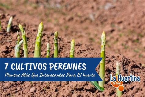 7 Cultivos Perennes Para El Huerto La Huertina De Toni