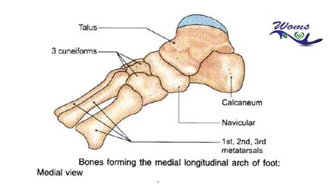 The Arches Of The Foot Longitudinal Transverse 56 Off