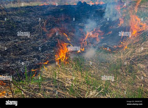 Burning Old Dry Grass In Garden Flaming Dry Grass On A Field Forest