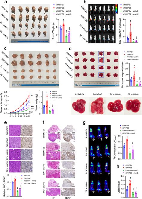 P2rx7 Facilitated Osteosarcoma Growth And Lung Metastasis Via C Myc Download Scientific Diagram