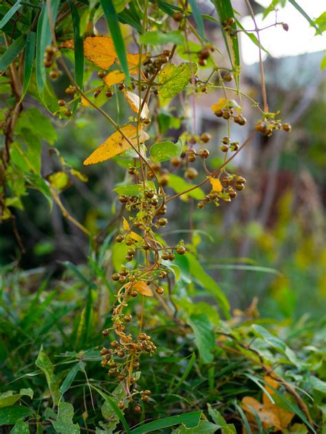 屁糞葛ヘクソカズラ 英名は skunk vine だそうですどちらにせよ臭いのか 臭いのは花や実ではなく葉 Flickr