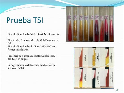 Ppt Métodos Microbiológicos Para La Enumeración E Identificación De