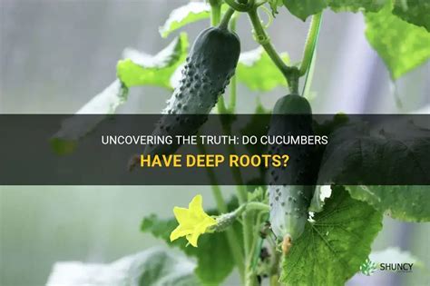Uncovering The Truth Do Cucumbers Have Deep Roots Shuncy