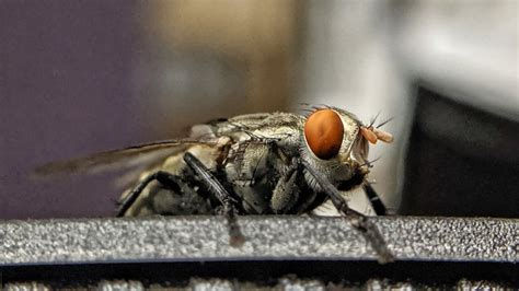 Are Fruit Flies And Gnats The Same Thing