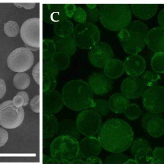 Poly Lactic Acid PLA Microcarrier Production And Characterization