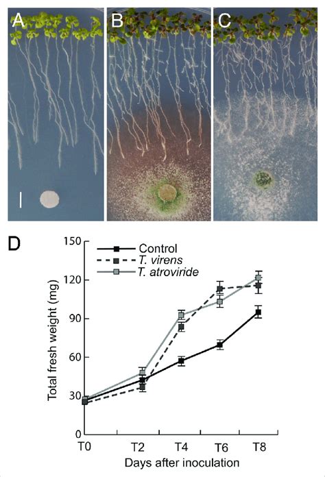 Effect Of Trichoderma On Arabidopsis Growth Photographs Of 10 D Old Download Scientific