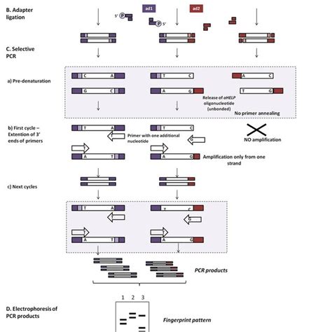 Outline Of Irs Method Download Scientific Diagram