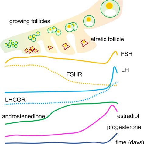 Differences Between Male And Female Gonadal Late Gametogenesis In The