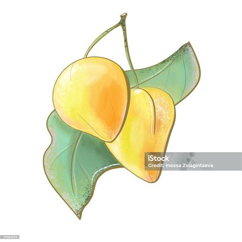 손 색깔 식물 삽화 열대 이국적인 과일 근접 촬영 Bunhozia 은빛 오렌지 색깔 흰색 배경에 고립 된 잎 0명에 대한 스톡