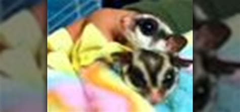 How To Care For A Sugar Glider Rodents Wonderhowto