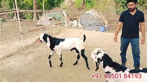 राजस्थान के हनुमानगढ़ जिले मे सब से कम दामों मे पंजाबी बकरे मिले रहे है