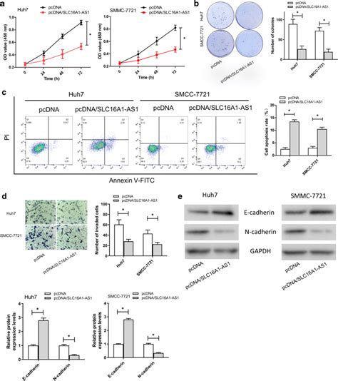 Overexpression Of Slc16a1 As1 Suppresses Hcc Cell Growth And Invasion