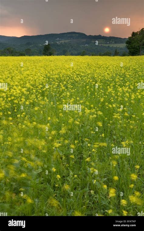 Domaine De La Moutarde Sauvage Qui Fleurit Jaune Sous Un Ciel Dorage