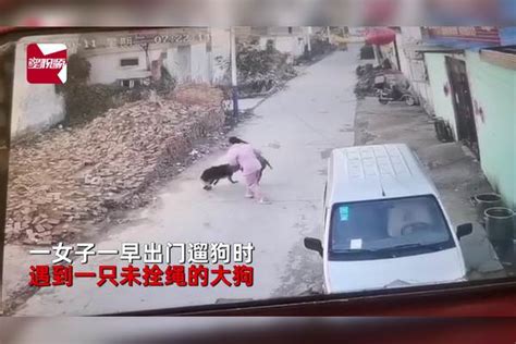 女子一早遛狗被未拴绳大狗紧追吓到拎绳起飞小狗被拖一路 起飞 小狗 女子