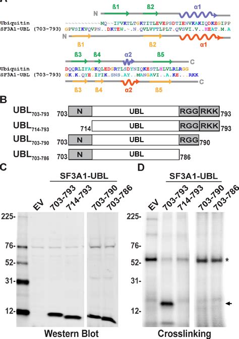 Figure 2 From Identification Of A Noncanonical Rna Binding Domain In The U2 Snrnp Protein Sf3a1