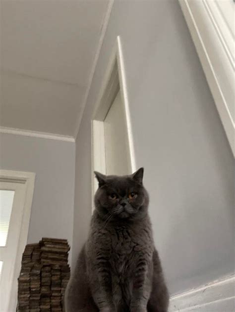 Fact Of The Day My Cat Is A Dignified Asshole And Wont Let The Builder Touch Her Property R