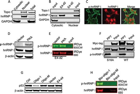 P HnRNP I Is Localized To The Cytoplasm And Interacts With RoR At The