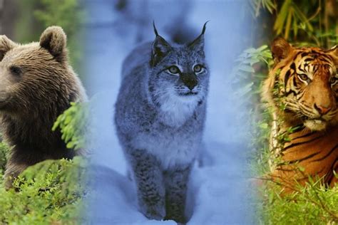Cop15 5 Puntos Para Entender La Cumbre De Biodiversidad