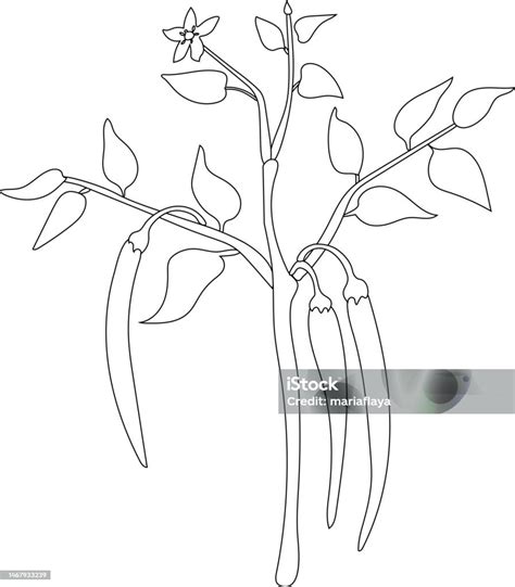 색칠하기 흰색 배경에 격리된 과일과 나뭇잎이 있는 칠리 페퍼 식물 고추류에 대한 스톡 벡터 아트 및 기타 이미지 고추류