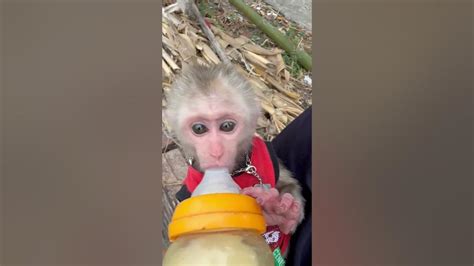 Bibi Drink Milk ️ Youtube