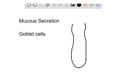 Solved Fill In The Blanks Are Masses Of Lymphatic Nodules Found In