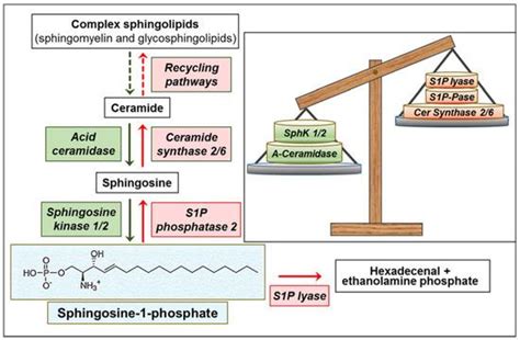 Sphingosine Structure