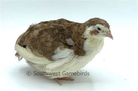 Blue Celedon Coturnix Quail Fertile Hatching Eggs Very Very Rare Gene Poultry Supplies