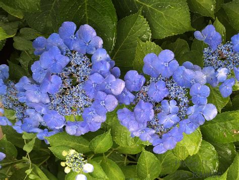 けもっくけじゃらのけむくじゃら「工房みかな」