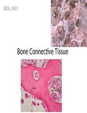 Bone Tissue Growth And Development Ppt BIOL Bone Connective Tissue Bone Two Types