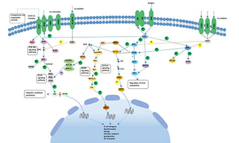 Signaling Pathways Aladdin Scientific