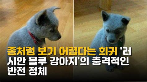 강아지 쓰다듬는 아들 데려갔더니 잠시후 벌어진 귀여운 상황 애니멀 플래닛