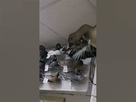 Махокрыл гуся #охотанагуся #hunting - YouTube