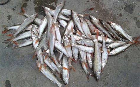 海钓用什么鱼饵 浮漂网