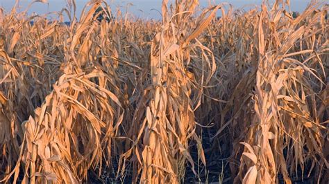 What Climate Smart Agriculture Means For Smallholder Farmers Mckinsey