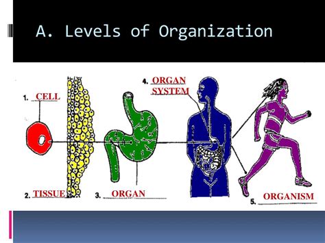 Ppt Body Organization Powerpoint Presentation Free Download Id 2493411