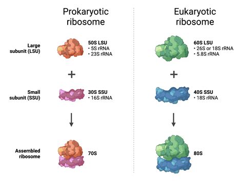 Prokaryotic Vs Eukaryotic Ribosome Architecture BioRender Science