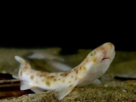 Small Spotted Catshark Facts Diet Habitat And Pictures On Animaliabio