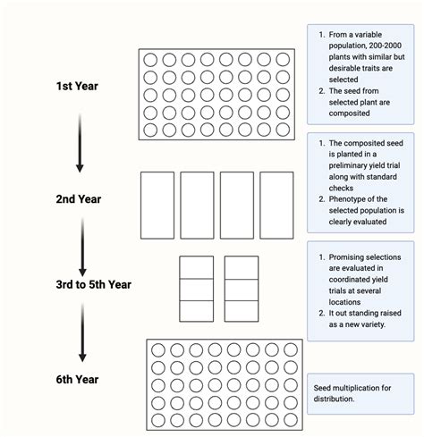 Quantitative Inheritance In Plant Breeding Biology Notes Online