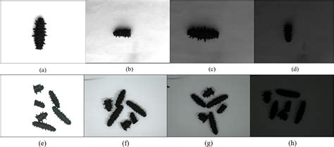 Faster Yolov5 Real Time Deep Learning For Sea Cucumber Defect