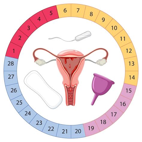 Fases Do Ciclo Menstrual Vetor Grátis