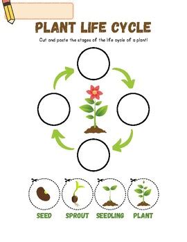 Stages Of Plant Growth Worksheet